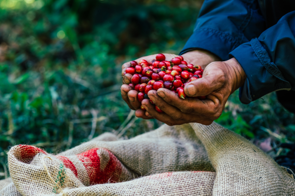 SL28 - a Kenyan specialty coffee variety's rise to global recognition ...