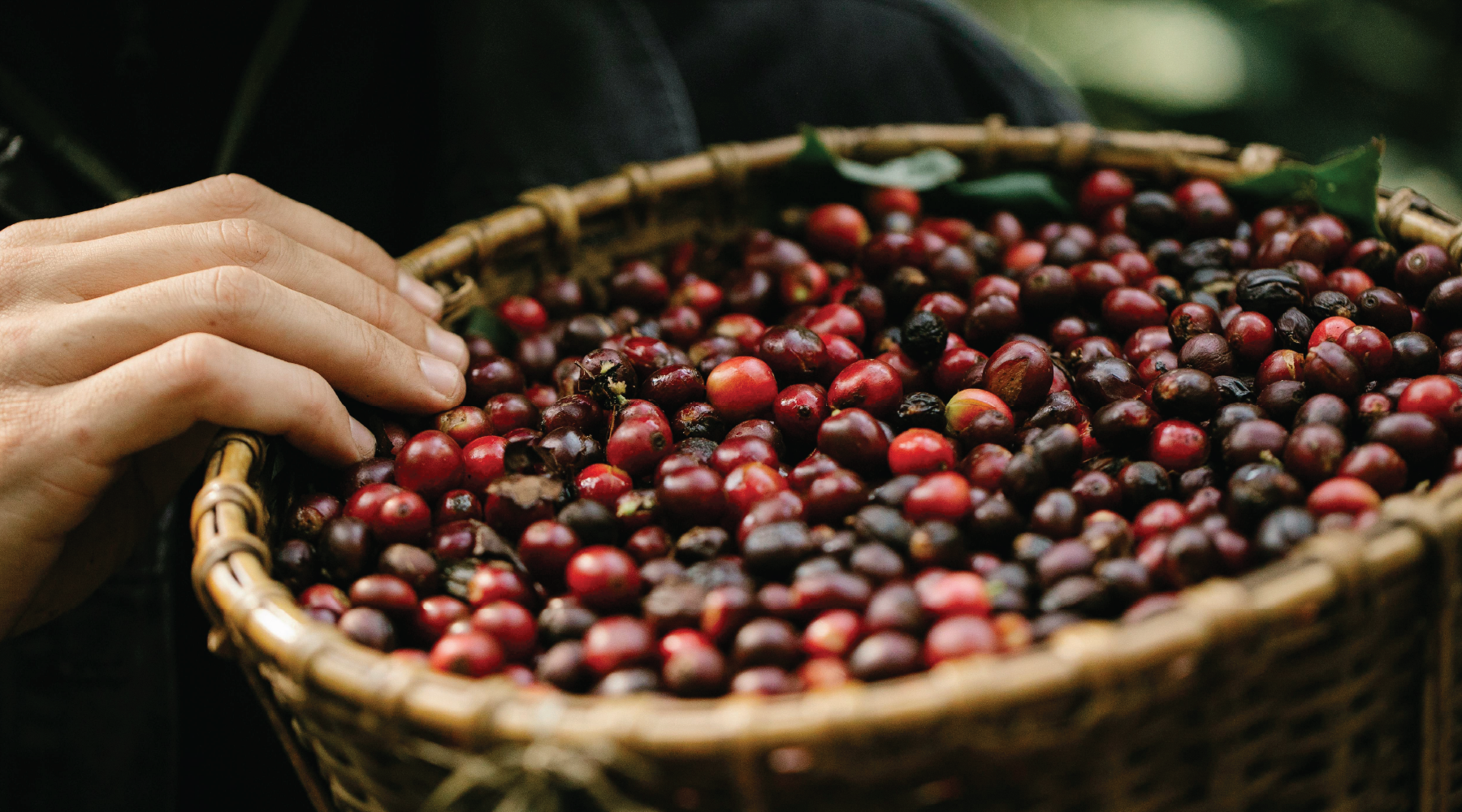 Mission Coffee Works | New variety esperanza