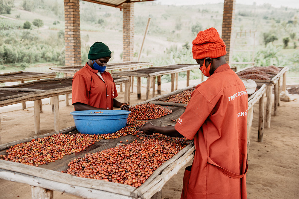 Unlocking the Essence of Specialty Coffee in Rwanda – Mission Coffee Works